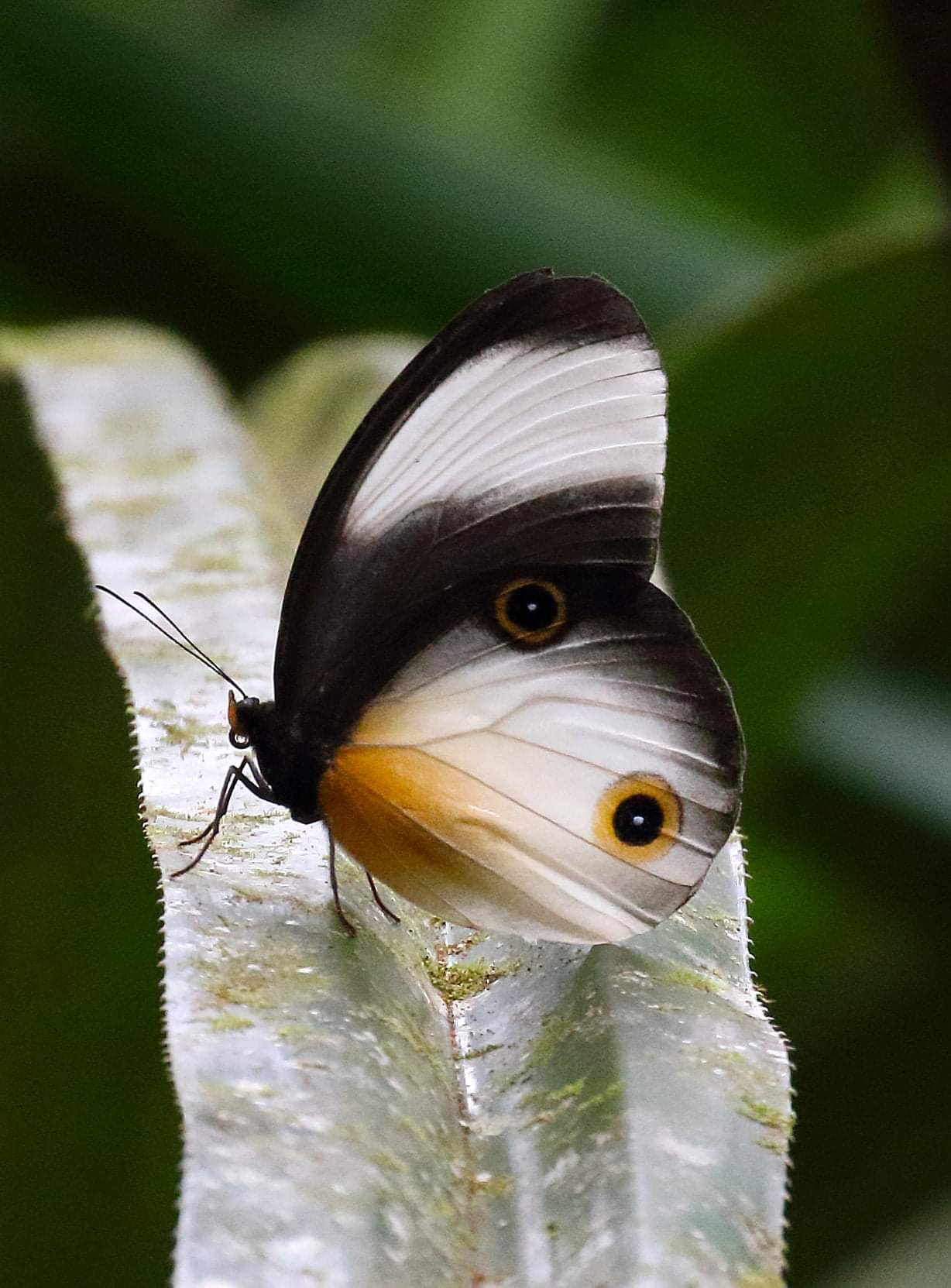 Sightseeing – The Elephant's Trunk