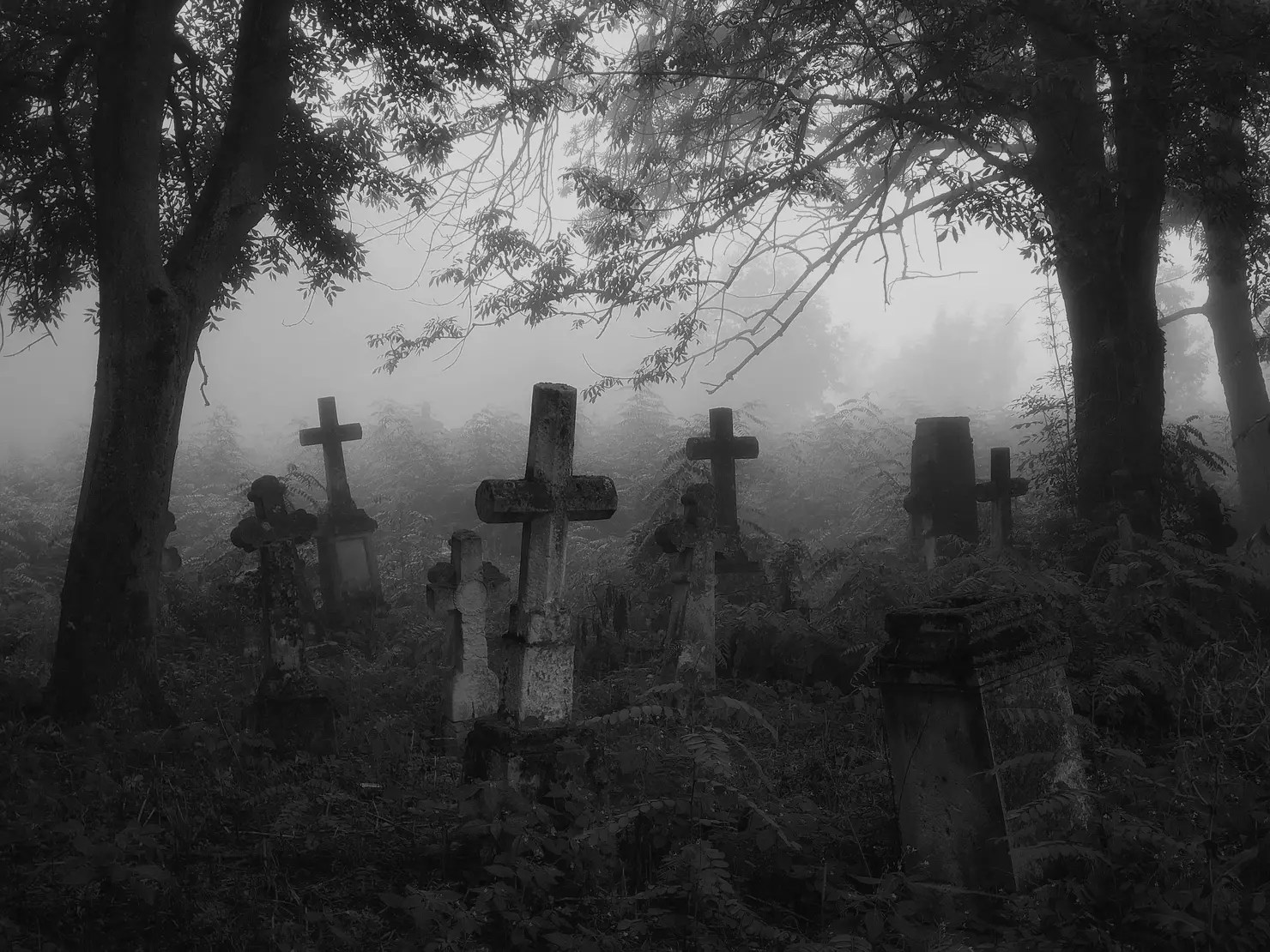Undead: A Pioneer Poem – The Elephant's Trunk