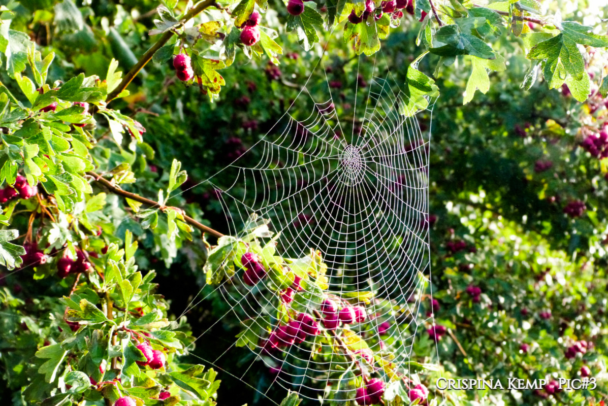 Spider Dance – The Elephant's Trunk